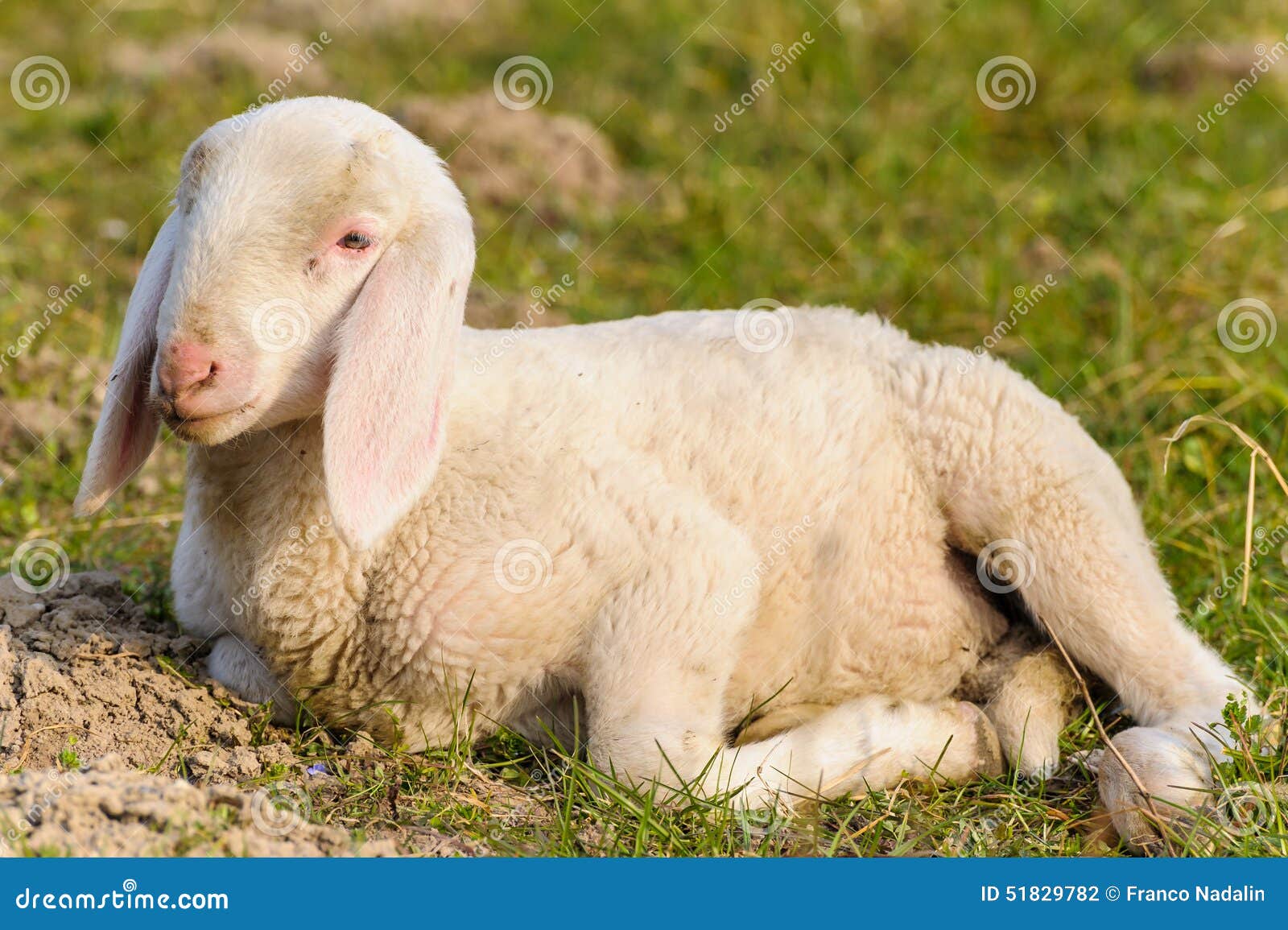 Portrait of lamb stock photo. Image of green, agriculture - 51829782