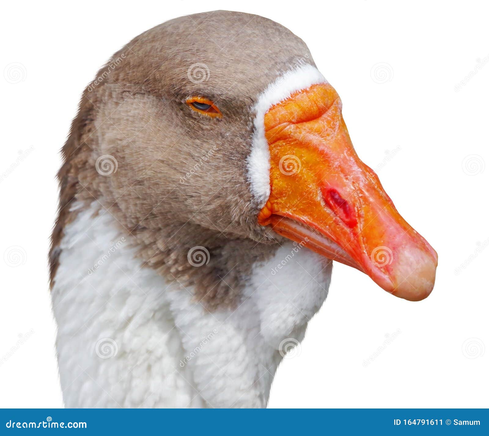 Portrait of a Large Beautiful Goose Stock Image - Image of waterfowl ...