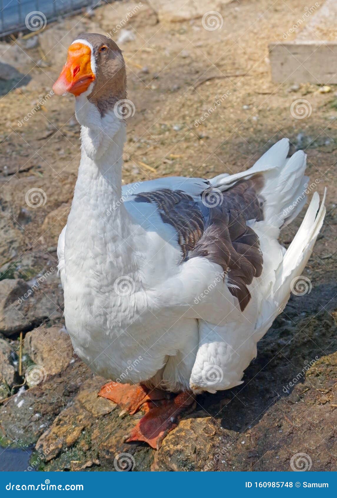 Portrait of a Large Beautiful Goose Stock Photo - Image of domestic ...
