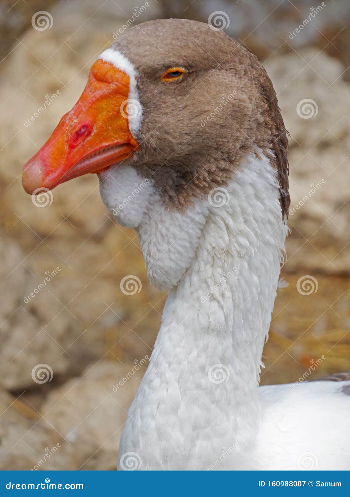 Portrait of a Large Beautiful Goose Stock Image - Image of farm, animal ...