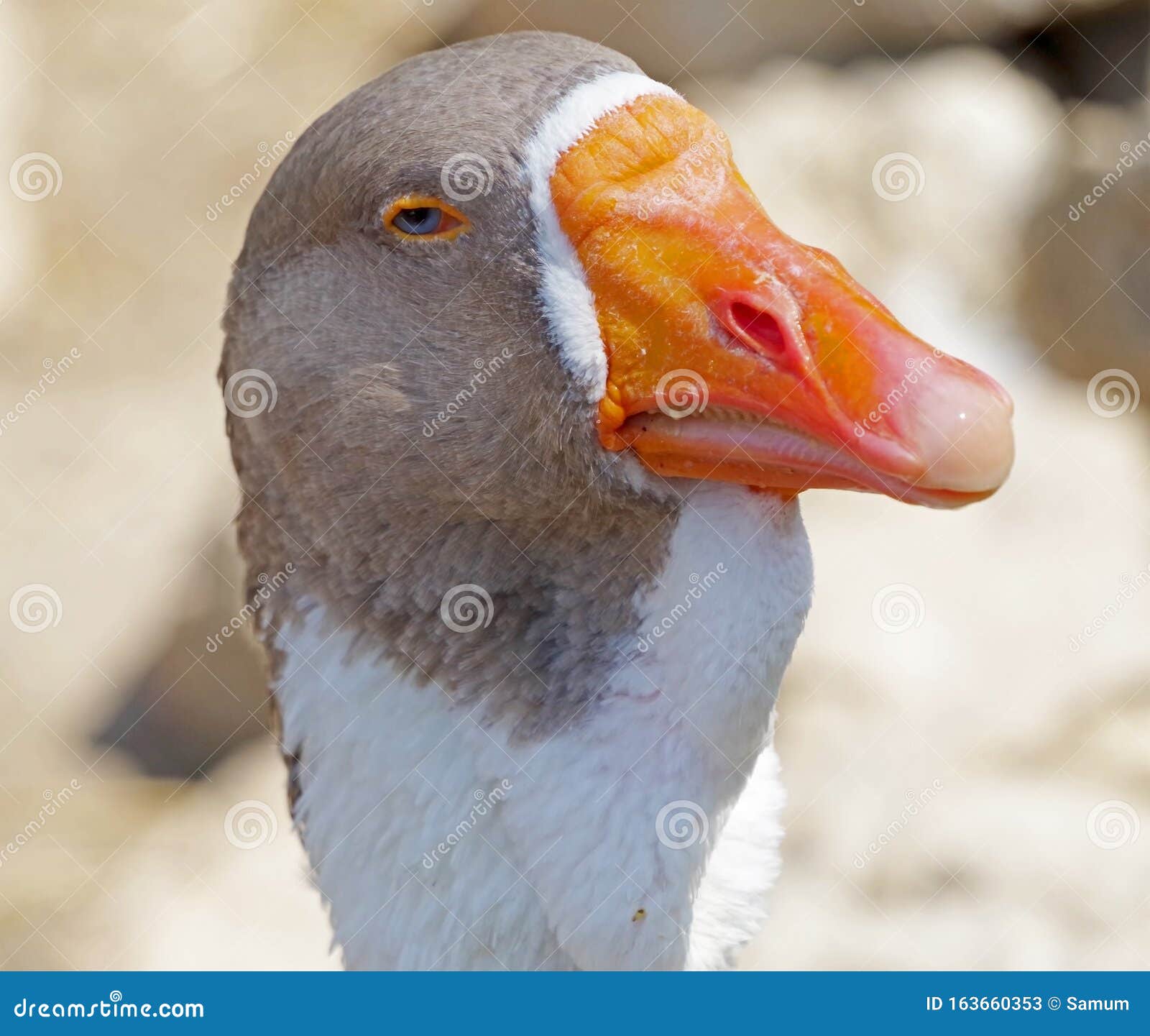 Portrait of a Large Beautiful Goose Stock Image - Image of agriculture ...