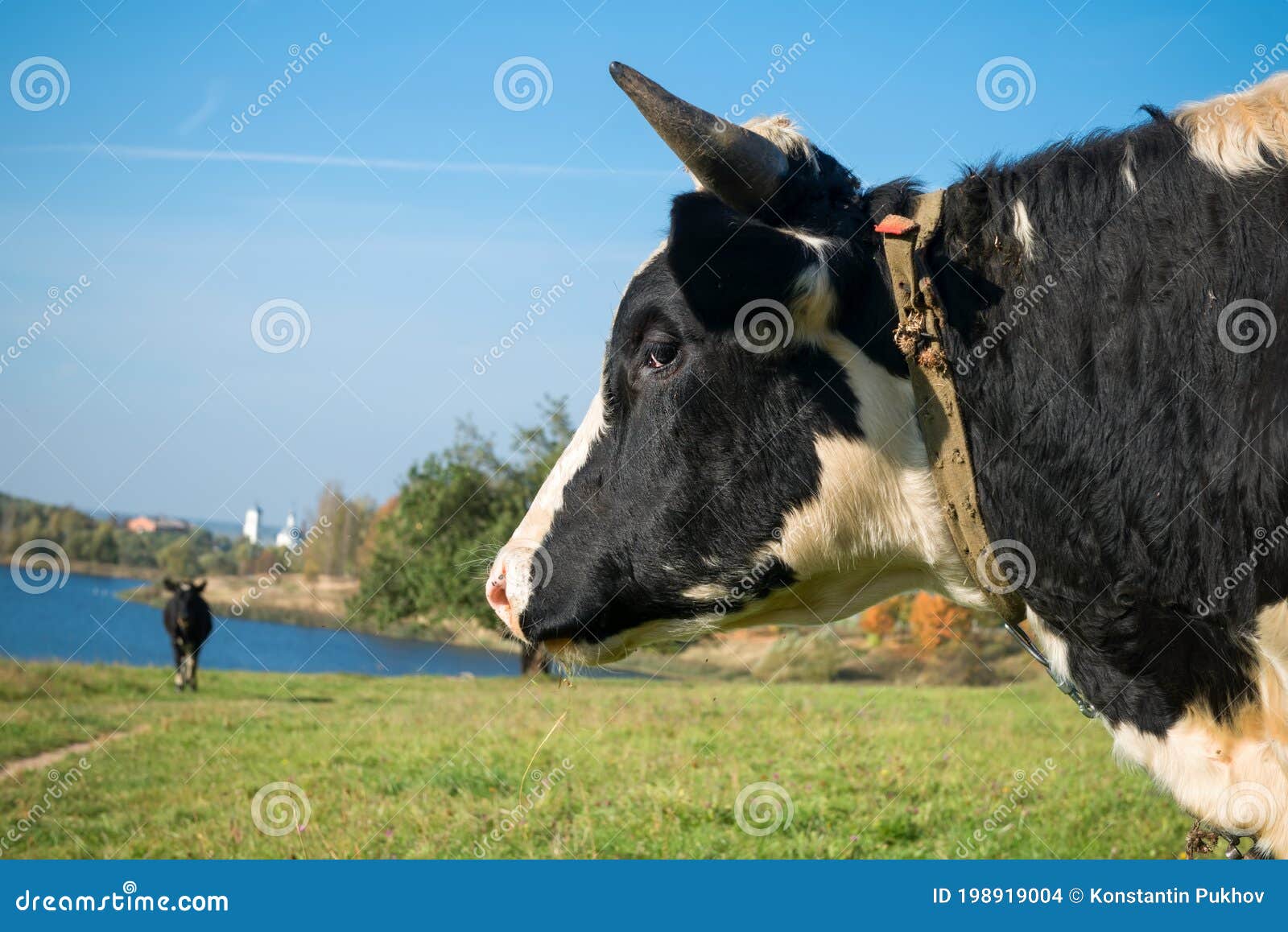Portrait of a Bull in Profile Stock Photo - Image of mate, male: 198919004