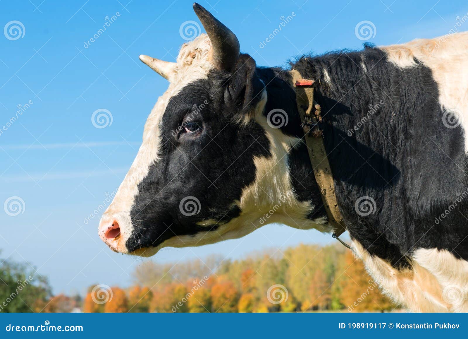 Powerful bull profile stock image. Image of buck, calf - 198919117