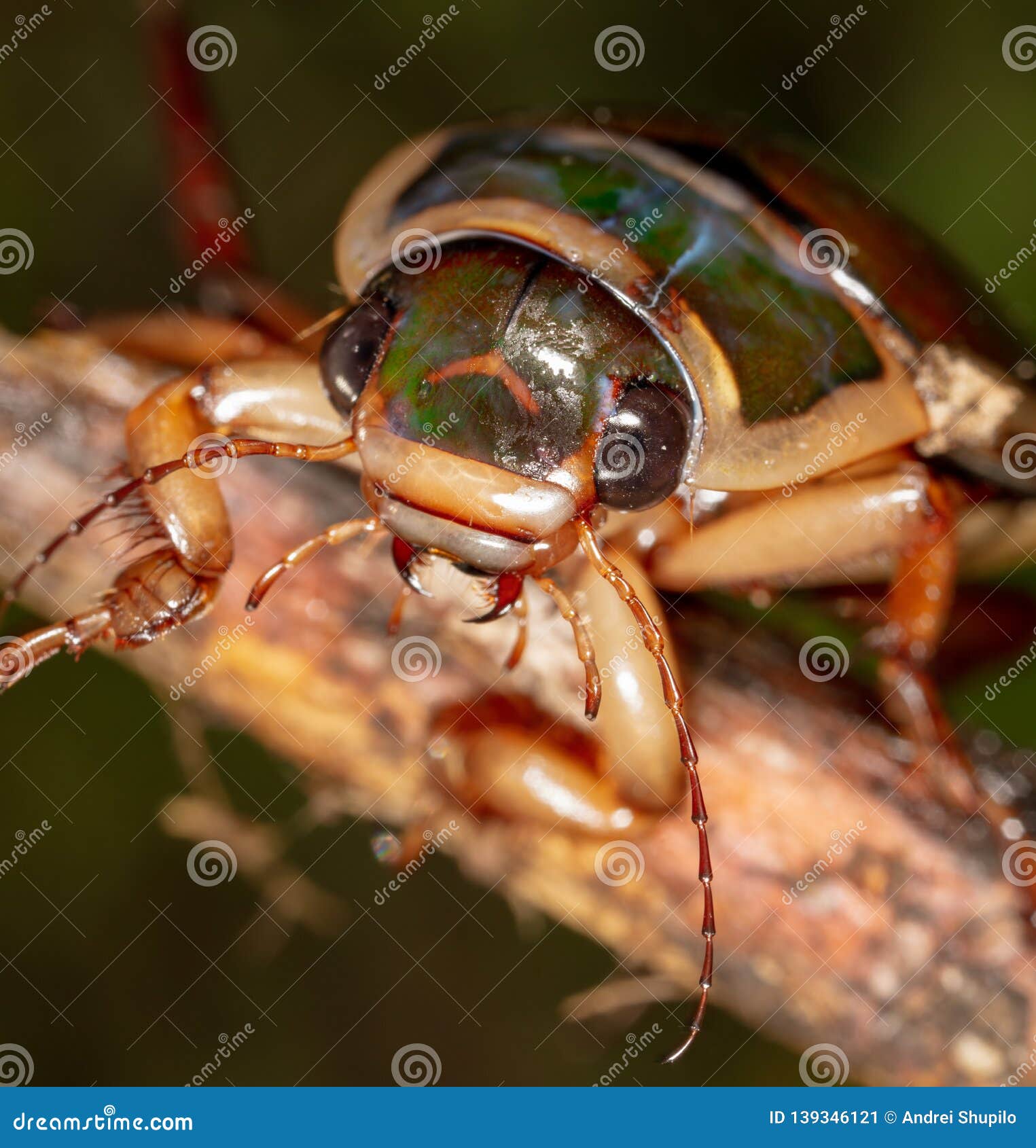 Portrait of a Large Cockroach in Nature Stock Image - Image of kitchen ...