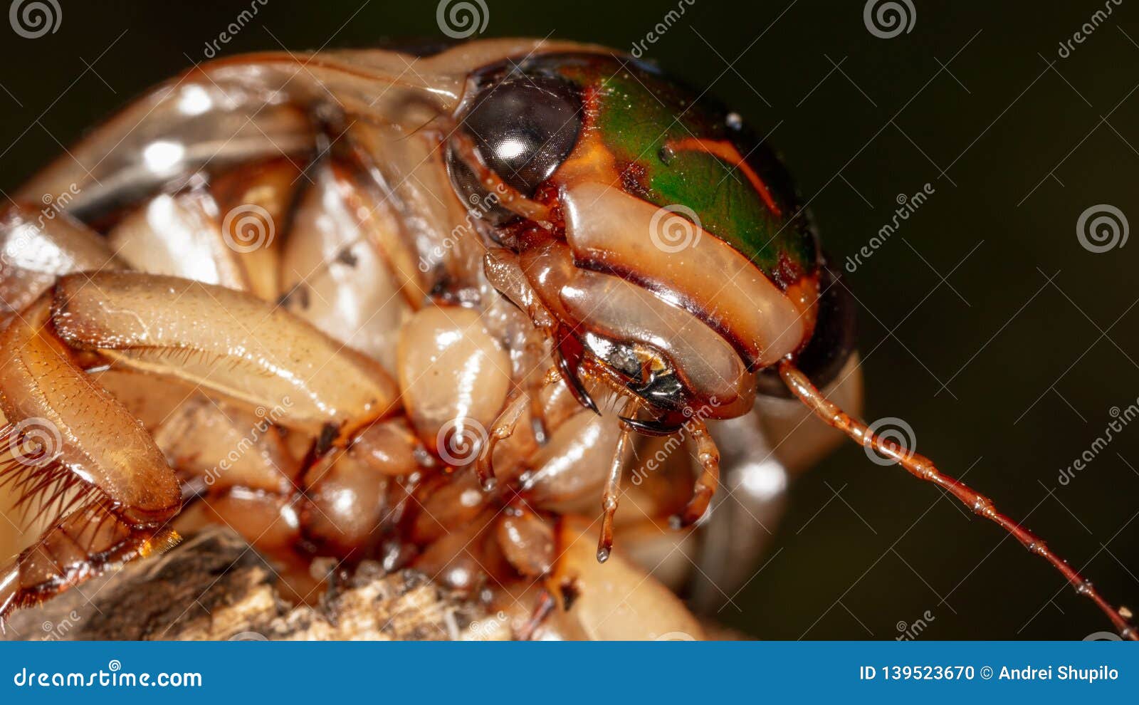 Portrait of a Large Cockroach in Nature Stock Photo - Image of house ...