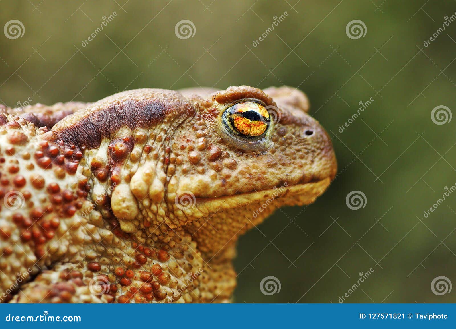 Portrait of Large Common Brown Toad Stock Image - Image of common, frog ...