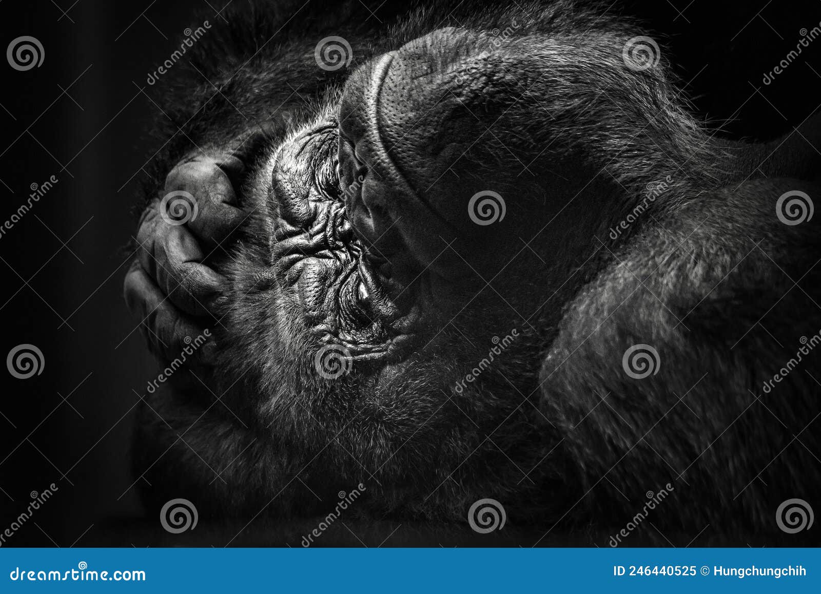 Close-up of a Silverback Adult Gorilla Stock Image - Image of back ...