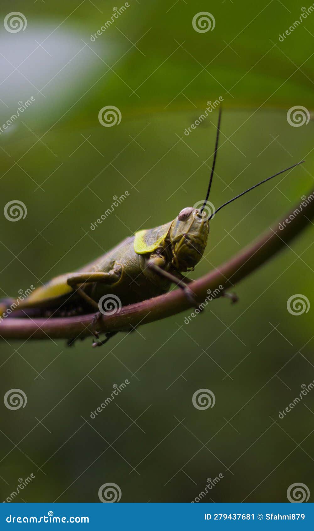 Portrait of a Large Leaf Locust Insect Pest Stock Image - Image of ...