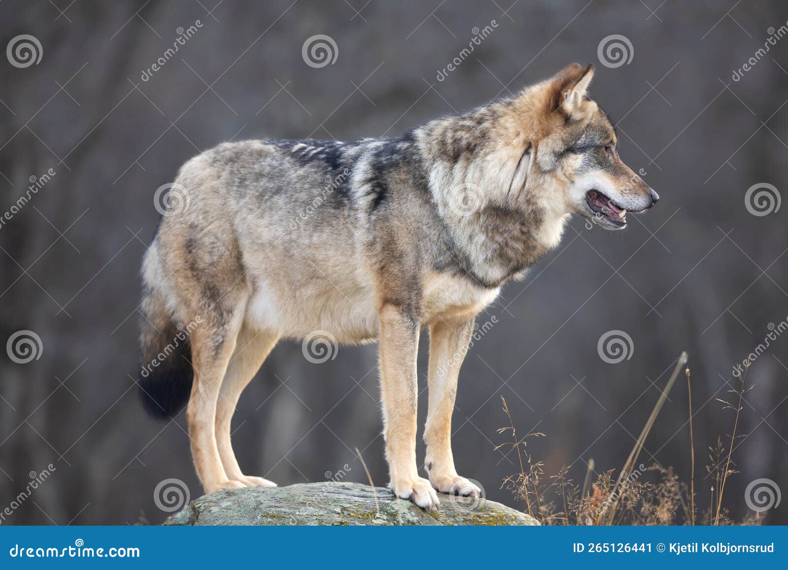 Portrait of a Large Male Grey Wolf Standing on a Rock in the Forest ...