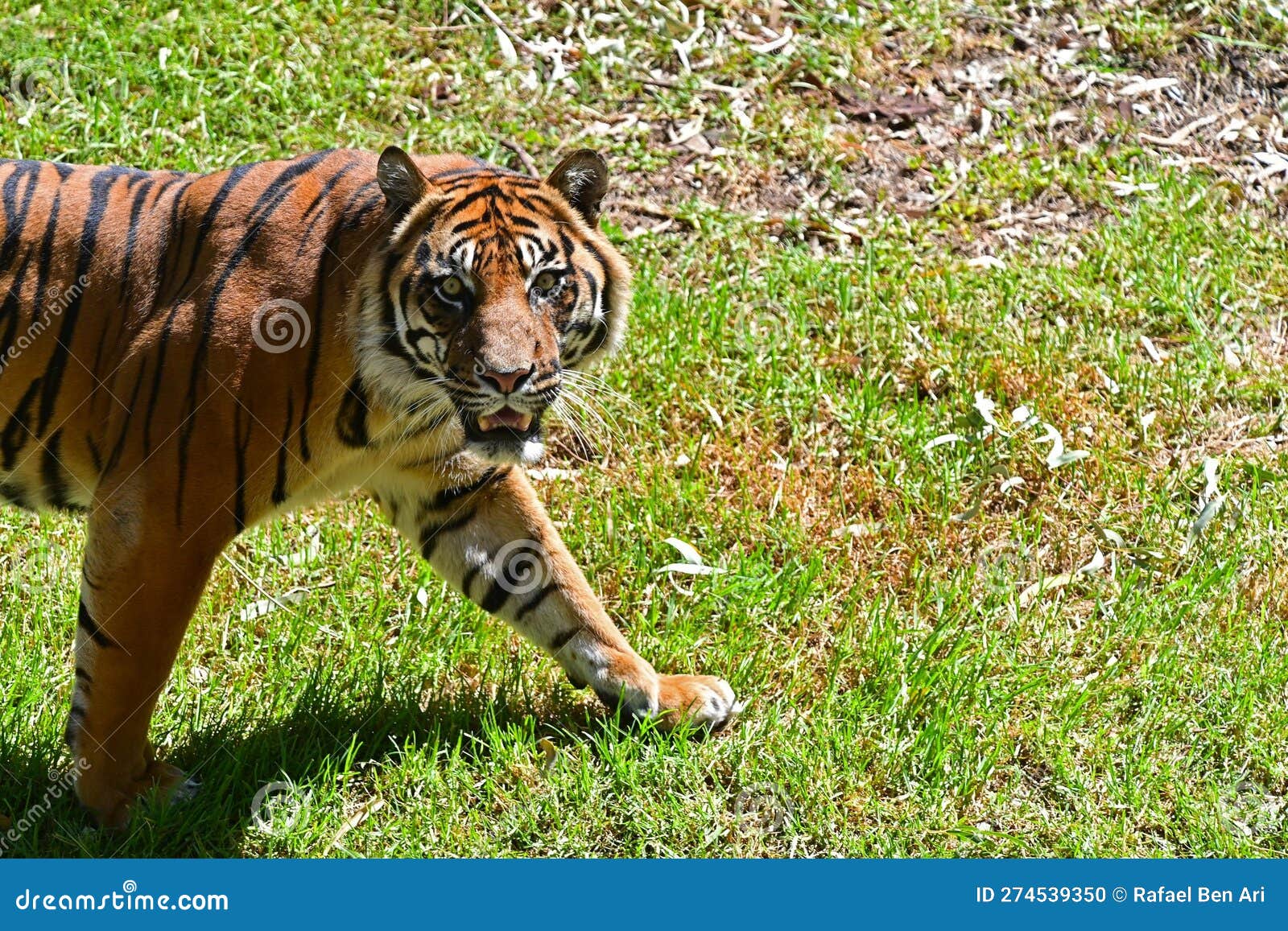 Portrait of a Large Male Sumatran Tiger Stock Photo - Image of ...