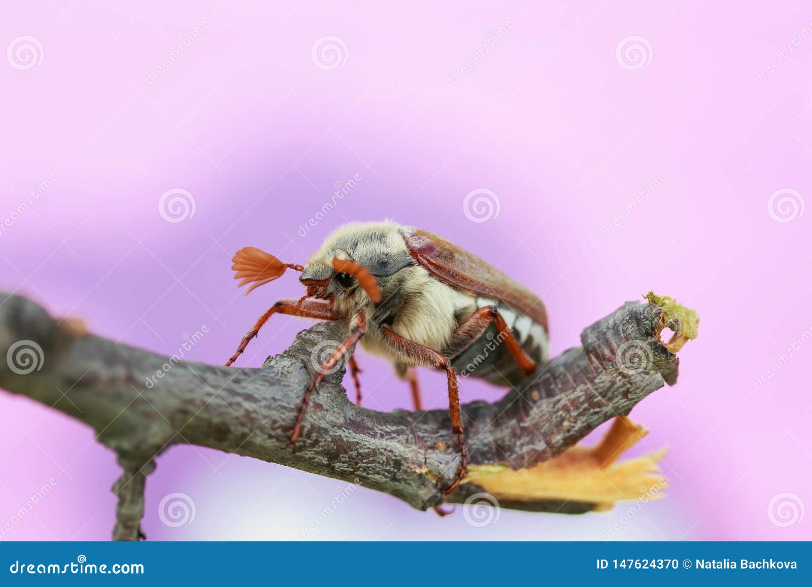 Portrait of a May Beetle Crawling on a Cherry Branch in a Warm Spring ...