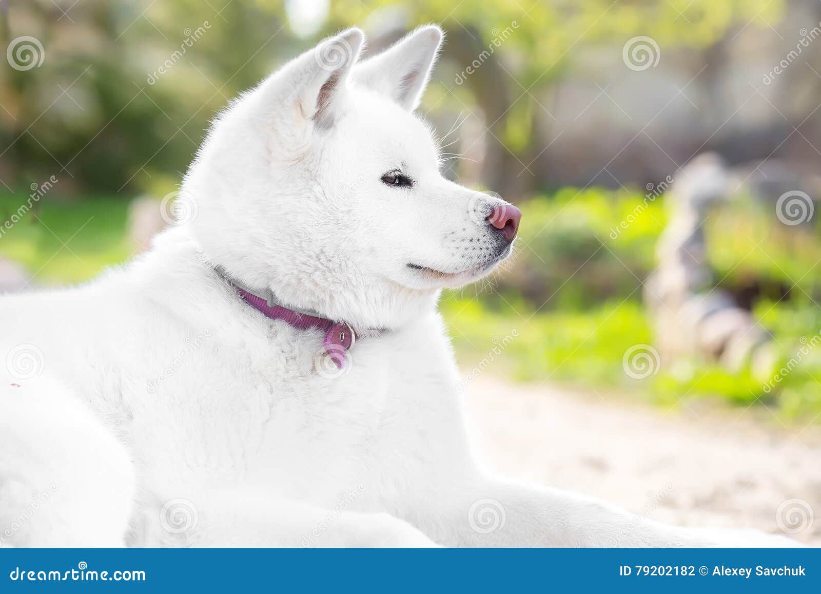 Portrait of Large White Fluffy Dog. Profile Stock Photo - Image of ...
