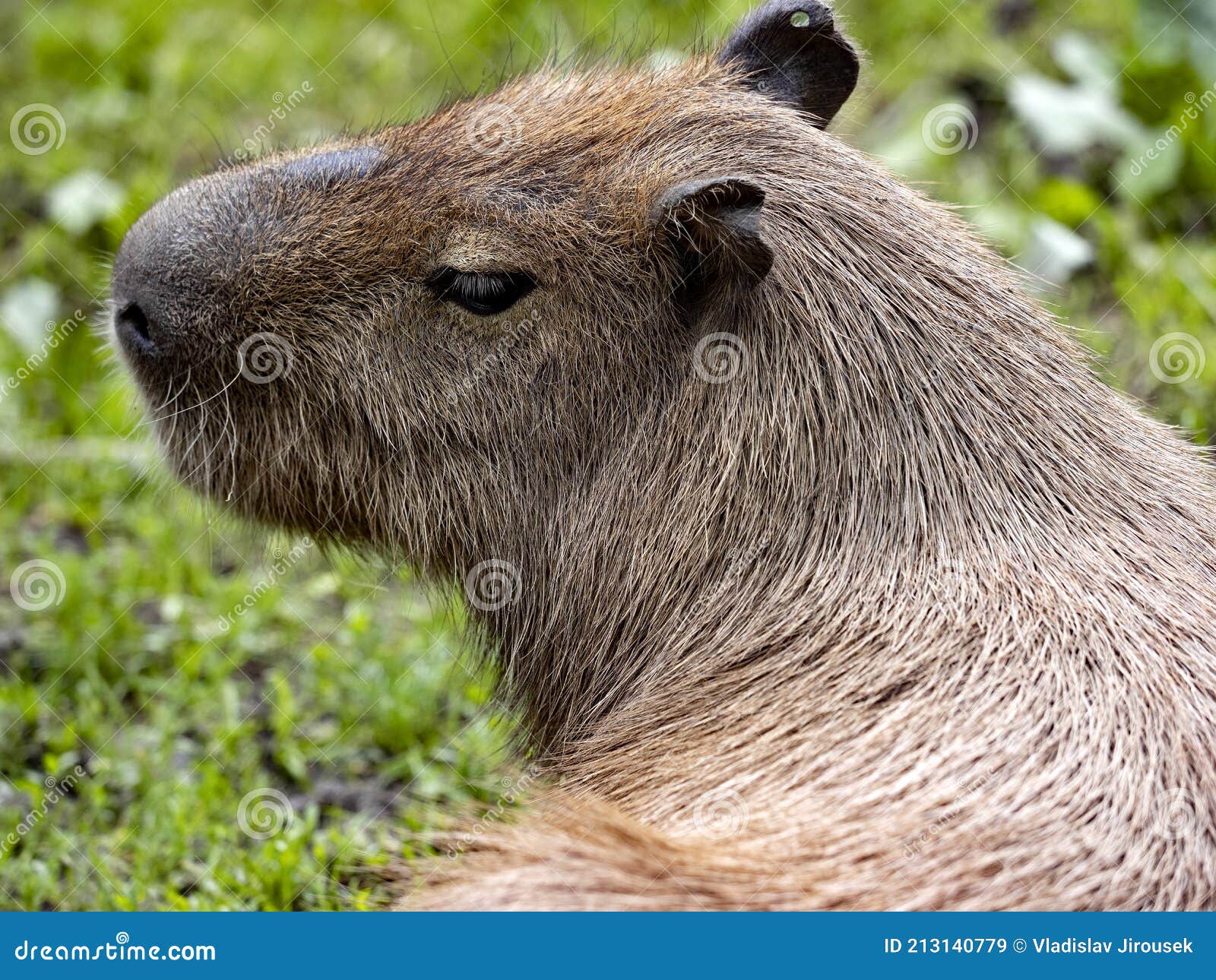 The Portrait of the Largest Rodent, Capybara, Hydrochoerus Hydrochaeris ...