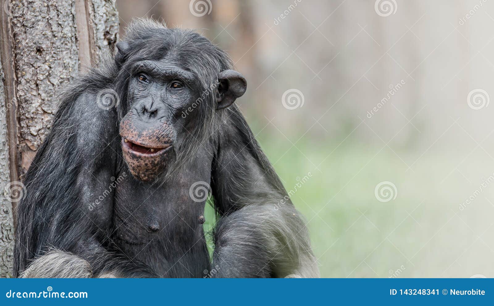Portrait of Laughing and Smiling Chimpanzee Stock Image - Image of ...