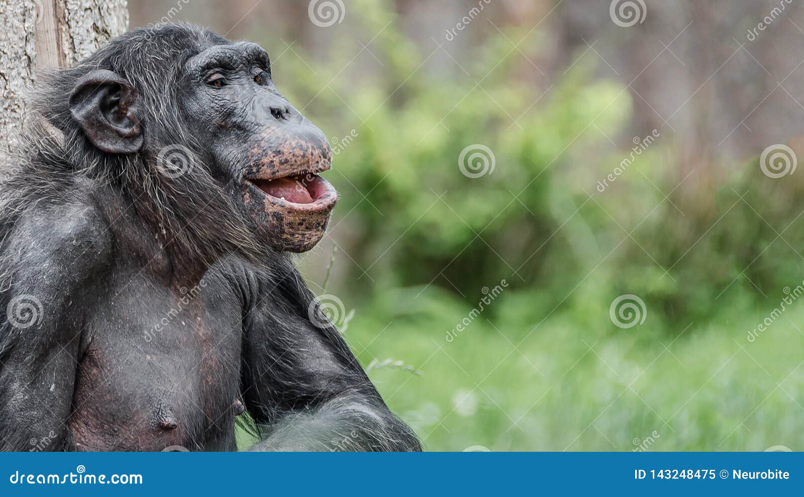 Portrait of Laughing and Smiling Chimpanzee Stock Image - Image of ...