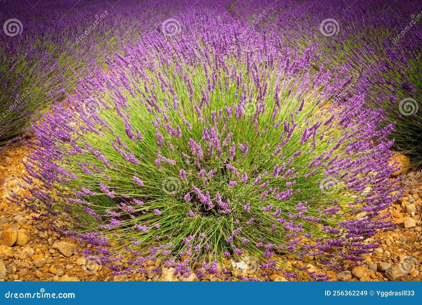 Portrait of a Lavender Bush Stock Image - Image of lines, bloom: 256362249