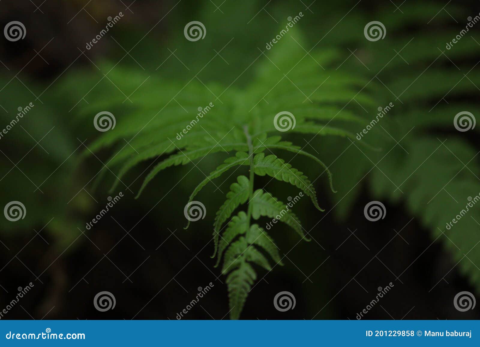 A portrait of a leaf. stock photo. Image of forest, leaf - 201229858