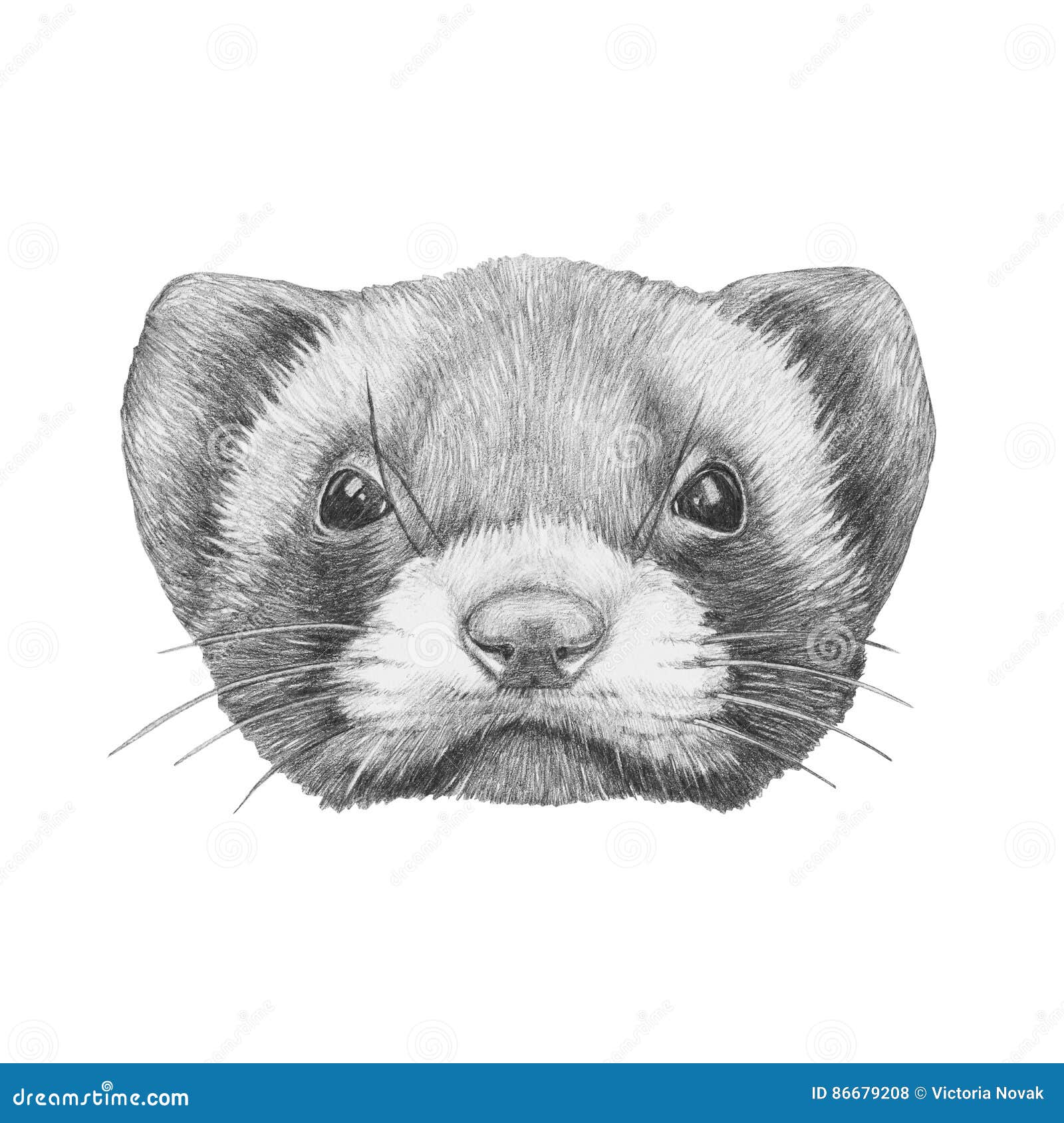 Portrait of Least Weasel. stock illustration. Illustration of character ...