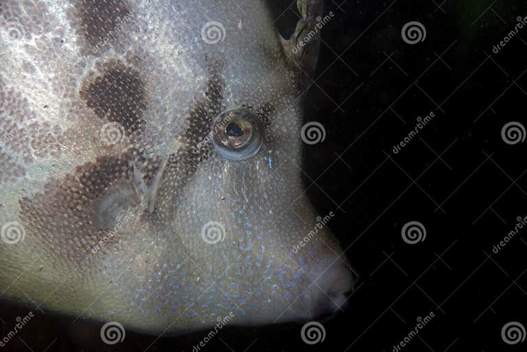 Portrait of a Leather Jacket Fish Stock Photo - Image of inflating ...