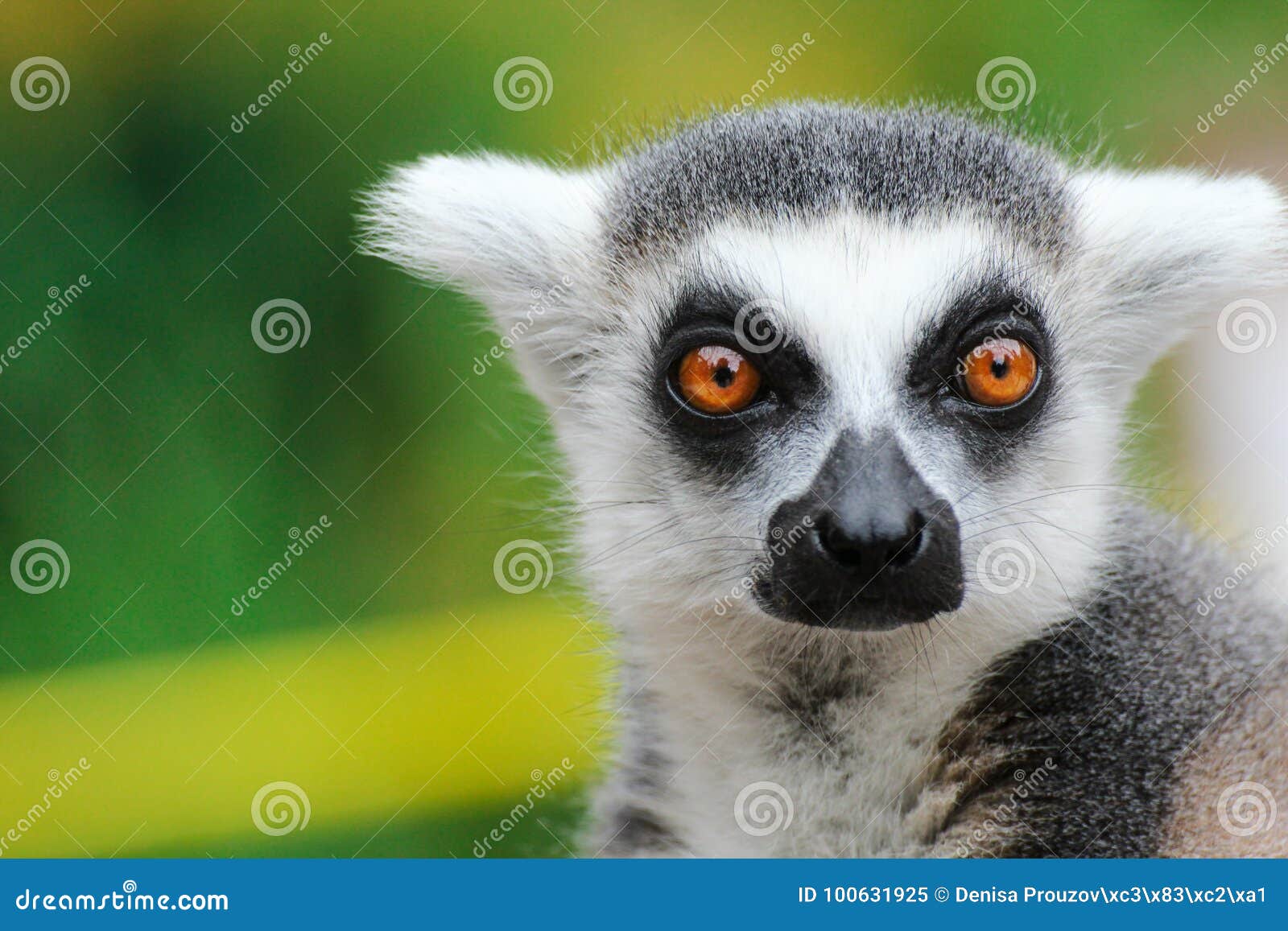 Portrait Lemur - Monkey from Madagaskar Stock Image - Image of ...