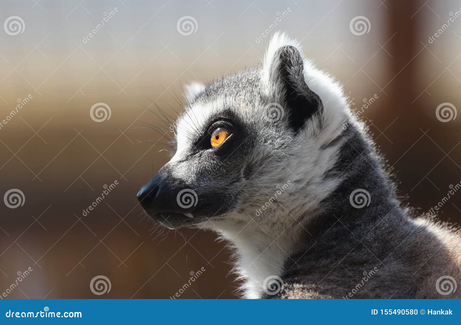 Portrait of Lemur from Profile Stock Photo - Image of animals, mammal ...