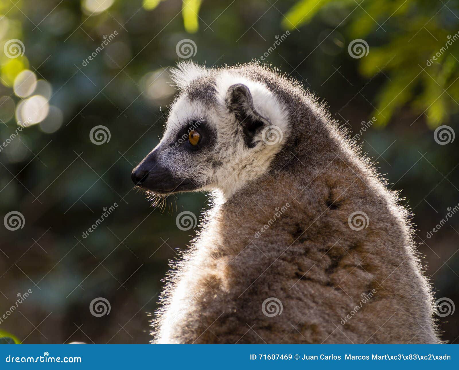 Portrait of Lemur profile stock image. Image of backlit - 71607469