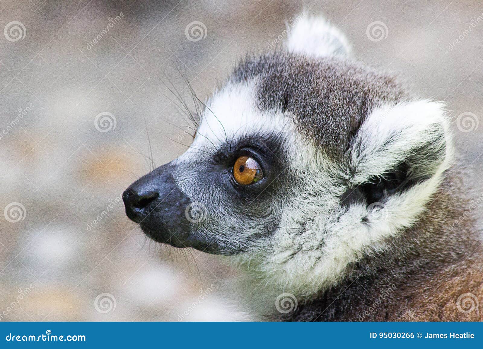 Portrait of a lemur editorial photo. Image of bright - 95030266