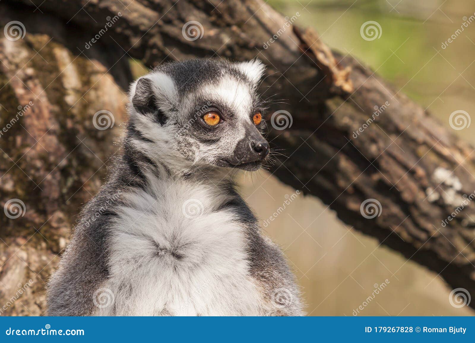 The Lemur (Lemuriformes) Climb Royalty-Free Stock Photography ...
