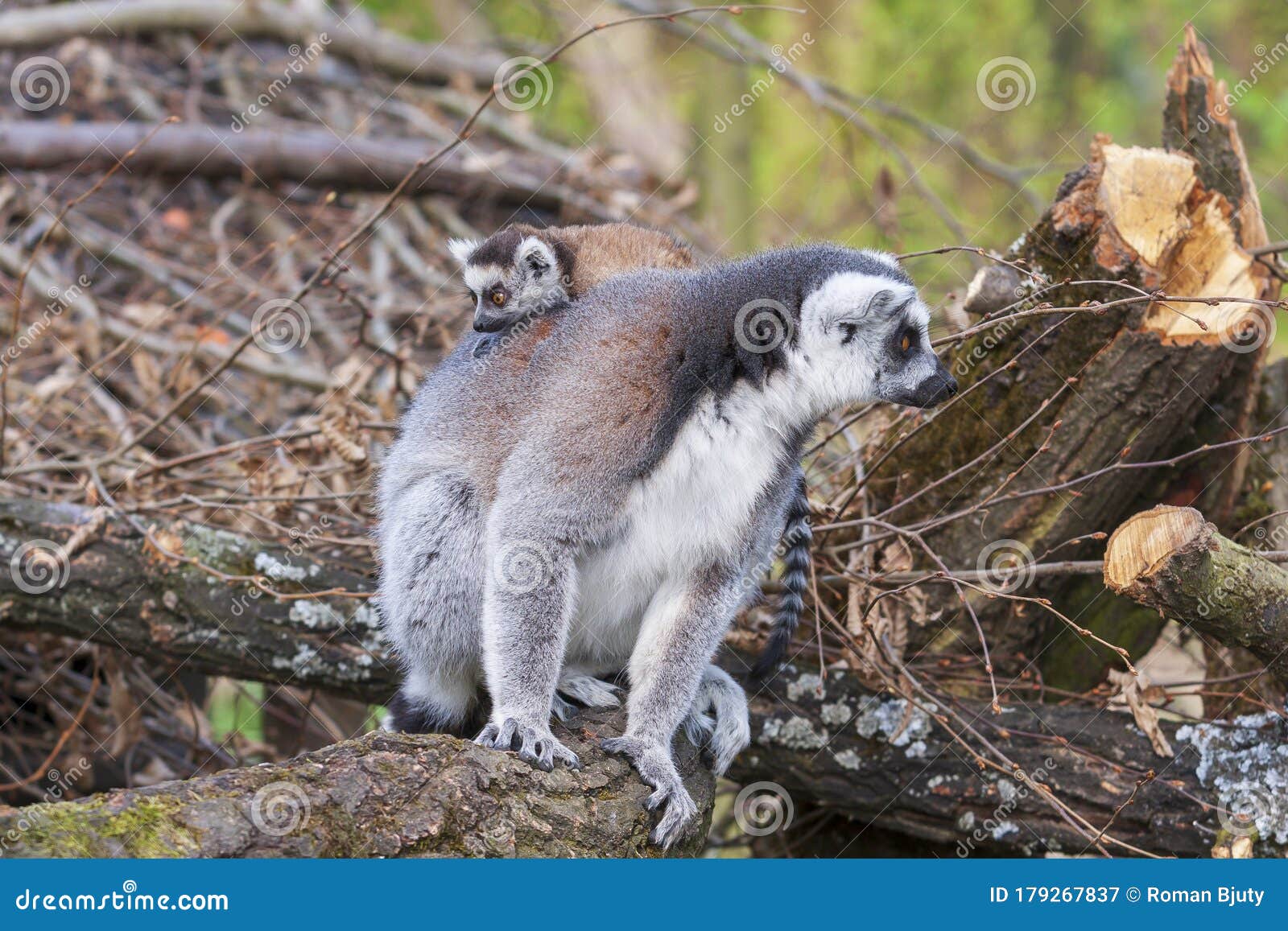 Portrait of Lemuriformes - Lemur in the Park Stock Image - Image of ...