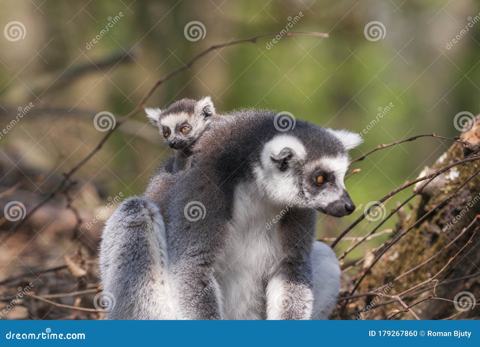 Portrait of Lemuriformes - Lemur in the Park Stock Photo - Image of ...