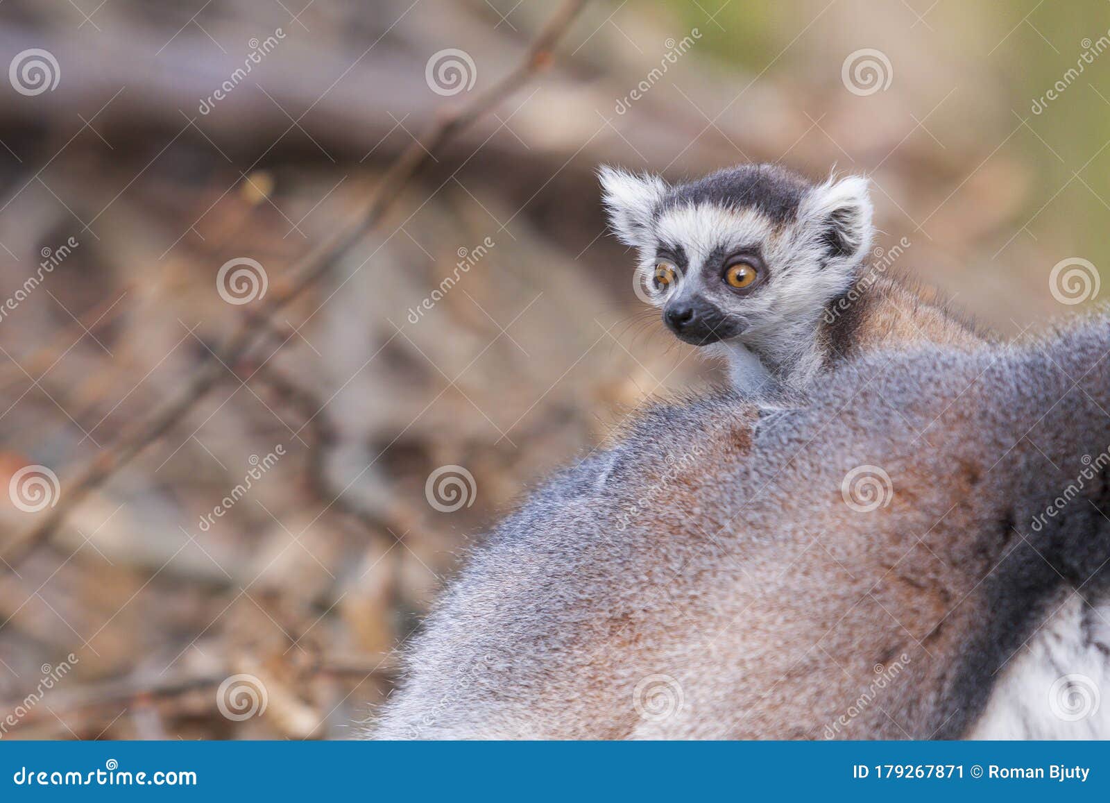 Portrait of Lemuriformes - Lemur in the Park Stock Image - Image of ...