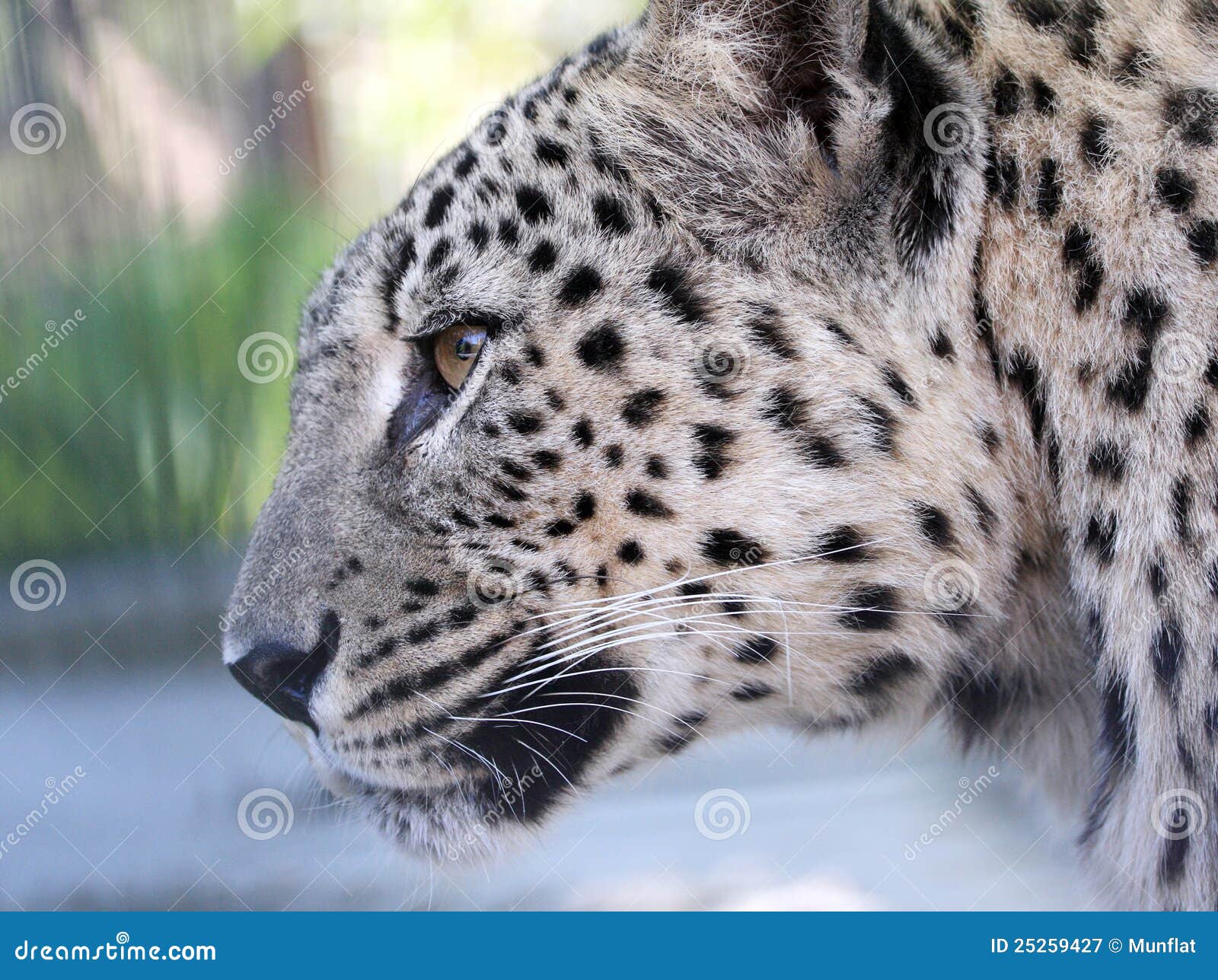 Portrait of a leopard stock image. Image of africa, resting - 25259427