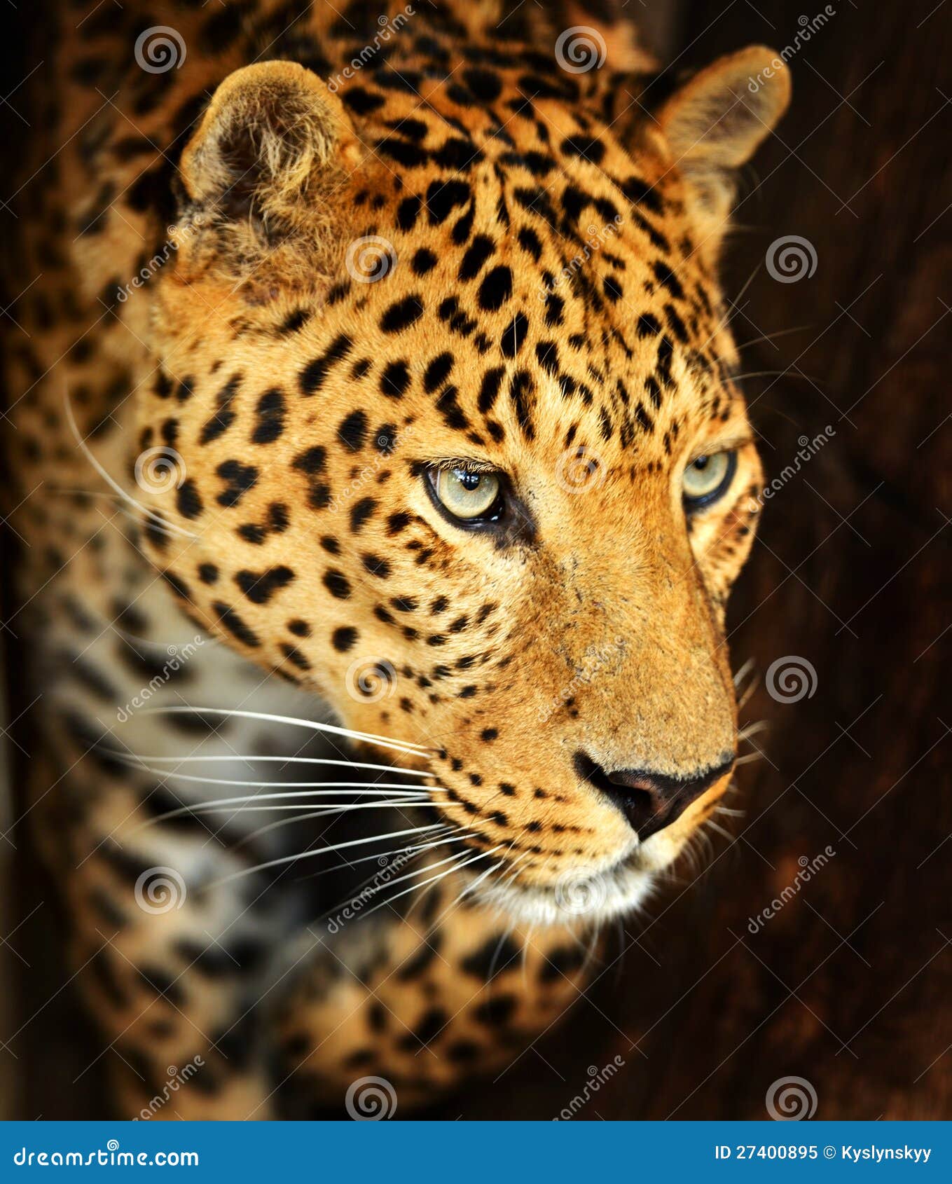 Portrait of leopard stock image. Image of animals, muzzle - 27400895