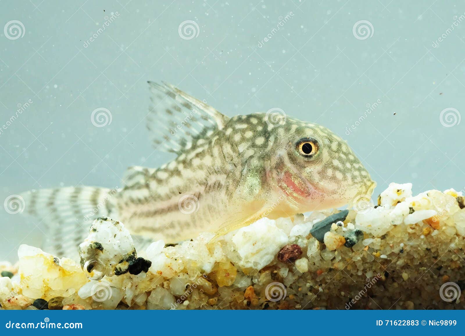 Portrait of a Leopard Corydoras Stock Image - Image of fish, ground ...