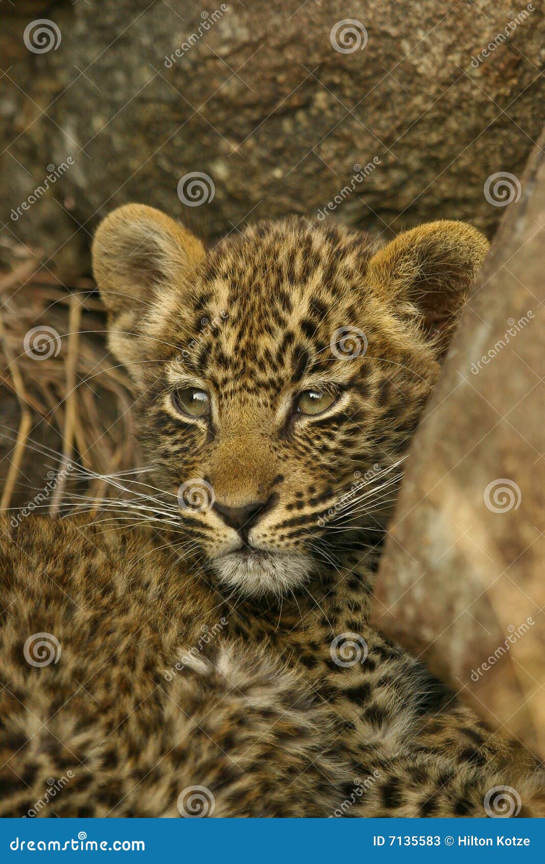 Portrait of Leopard cub stock image. Image of spotted - 7135583