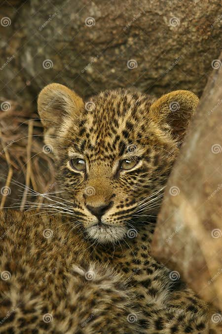 Portrait of Leopard cub stock image. Image of spotted - 7135583