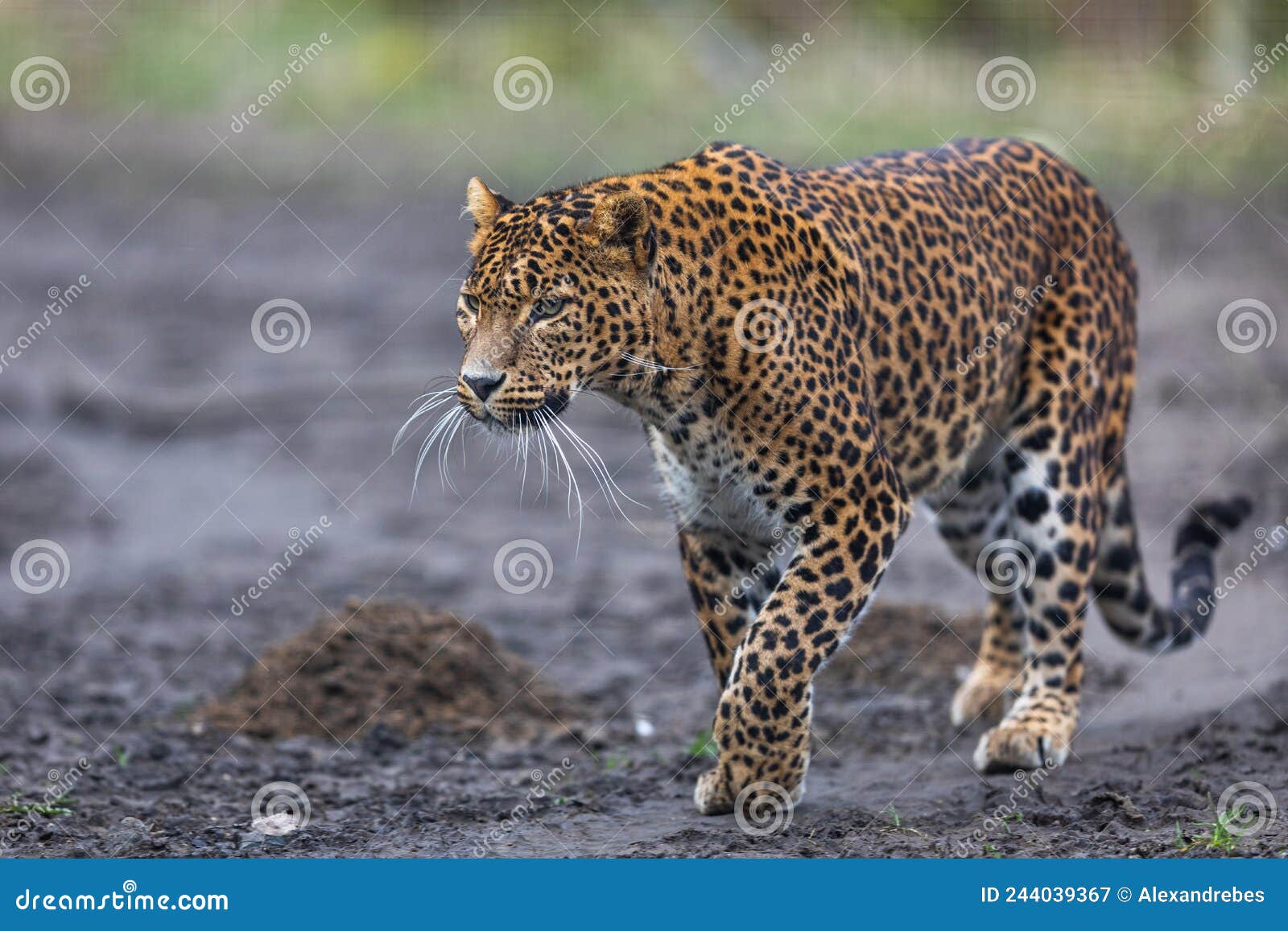 Portrait of a Leopard in the Forest Stock Image - Image of animal, skin ...