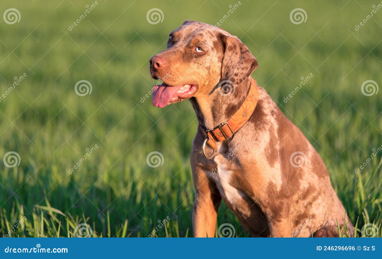 Portrait of a Leopard Hound Dog Stock Photo - Image of looking, cute ...