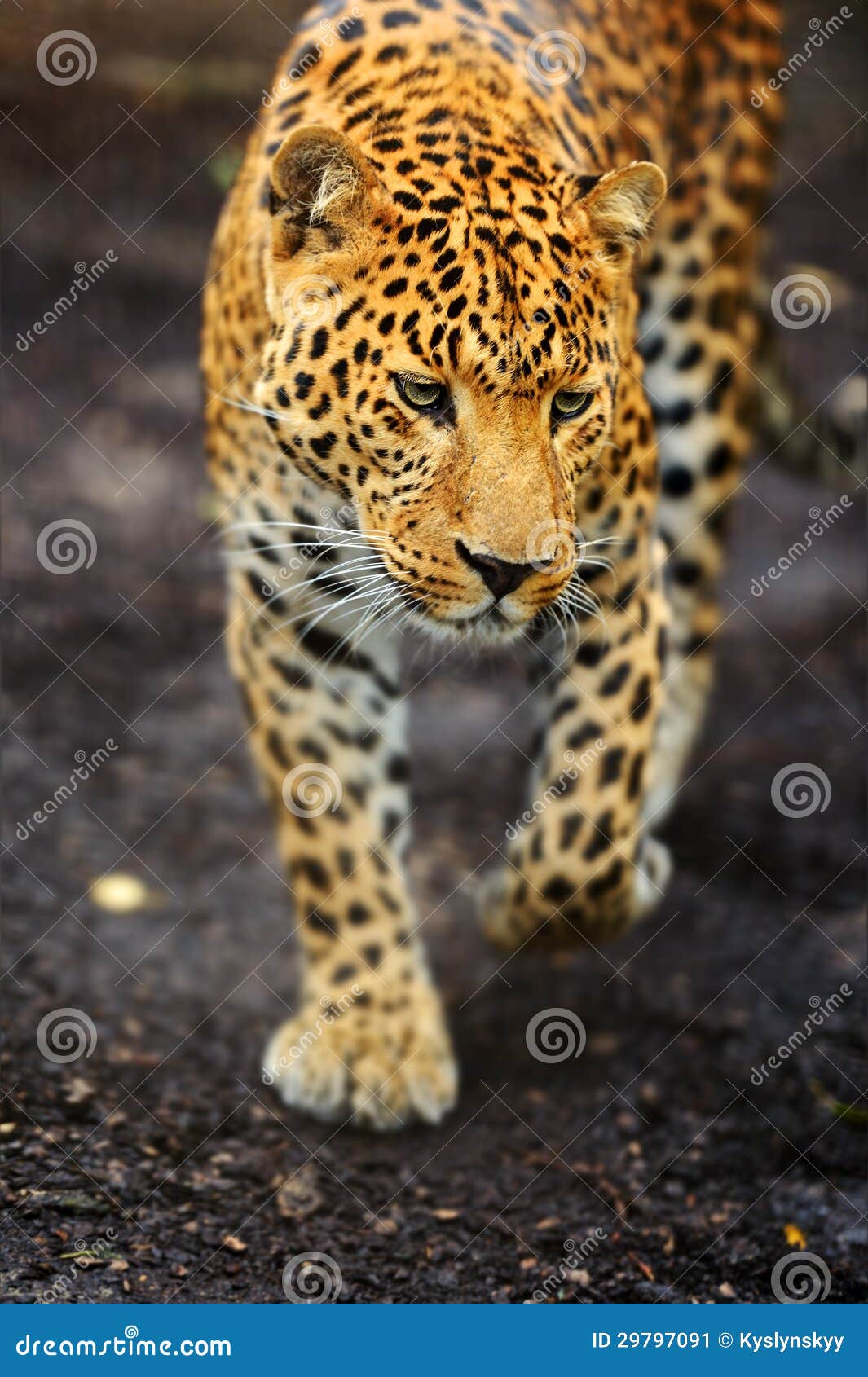 Portrait of leopard stock image. Image of careful, wilderness - 29797091