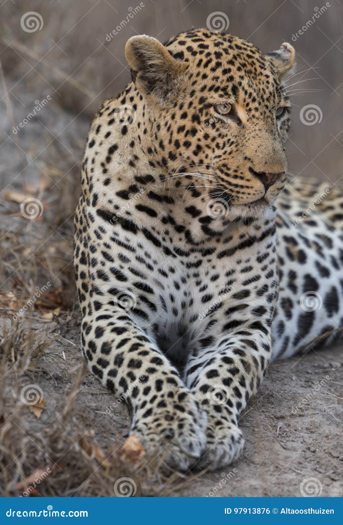Portrait Leopard Lay Down in at Dusk To Rest and Relax Stock Photo ...