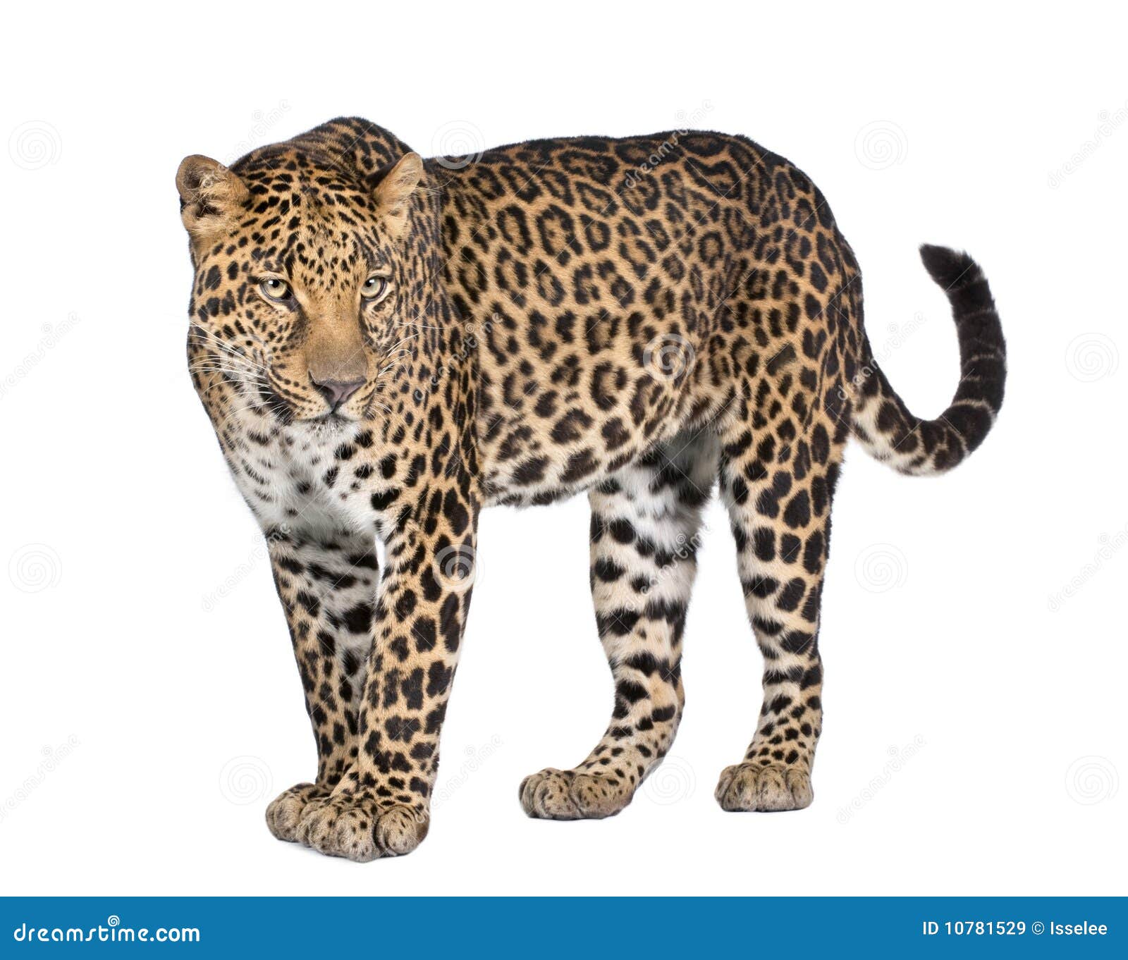 Portrait of Leopard, Panthera Pardus, Standing Stock Image - Image of ...