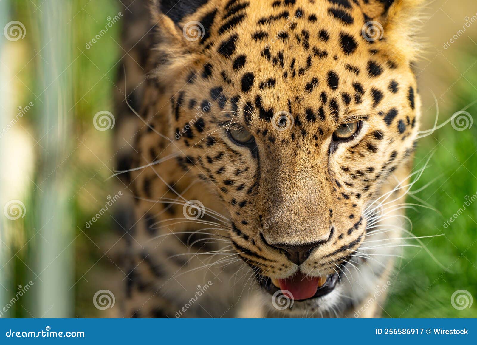 Portrait of a Leopard (Panthera Pardus) Staring at the Camera with Wild ...
