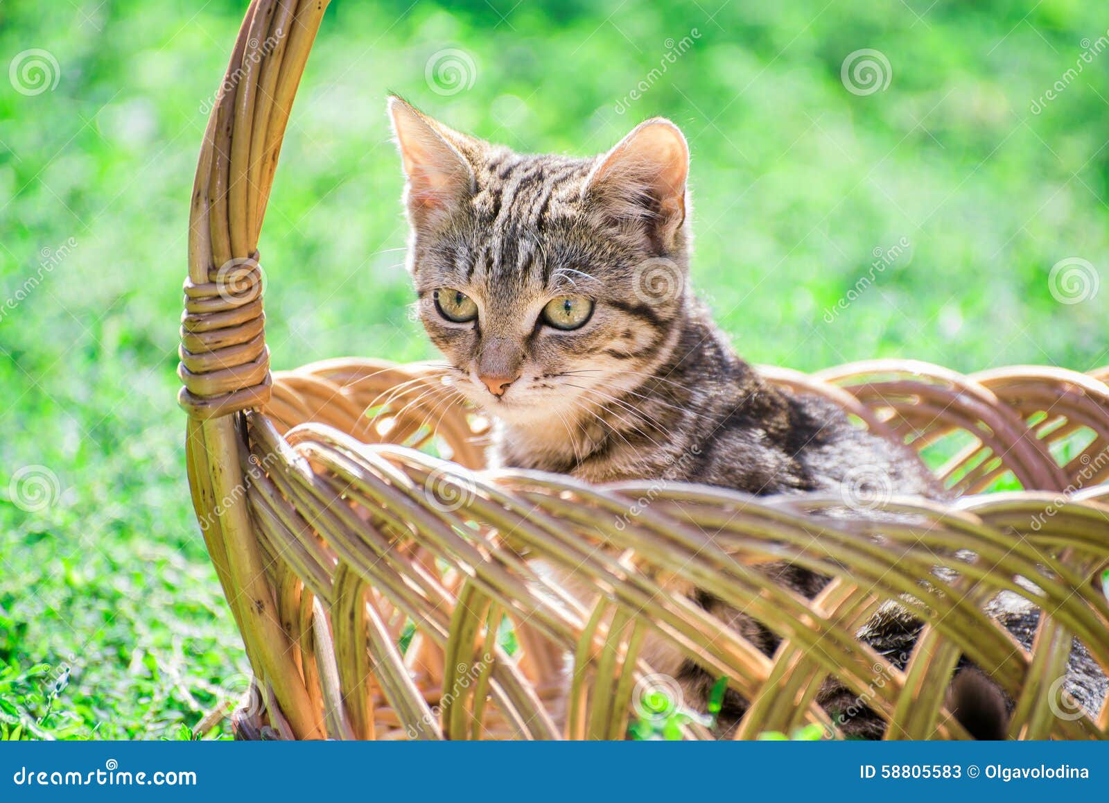 Portrait of Leopard Print Cat in Nature Stock Image - Image of nature ...
