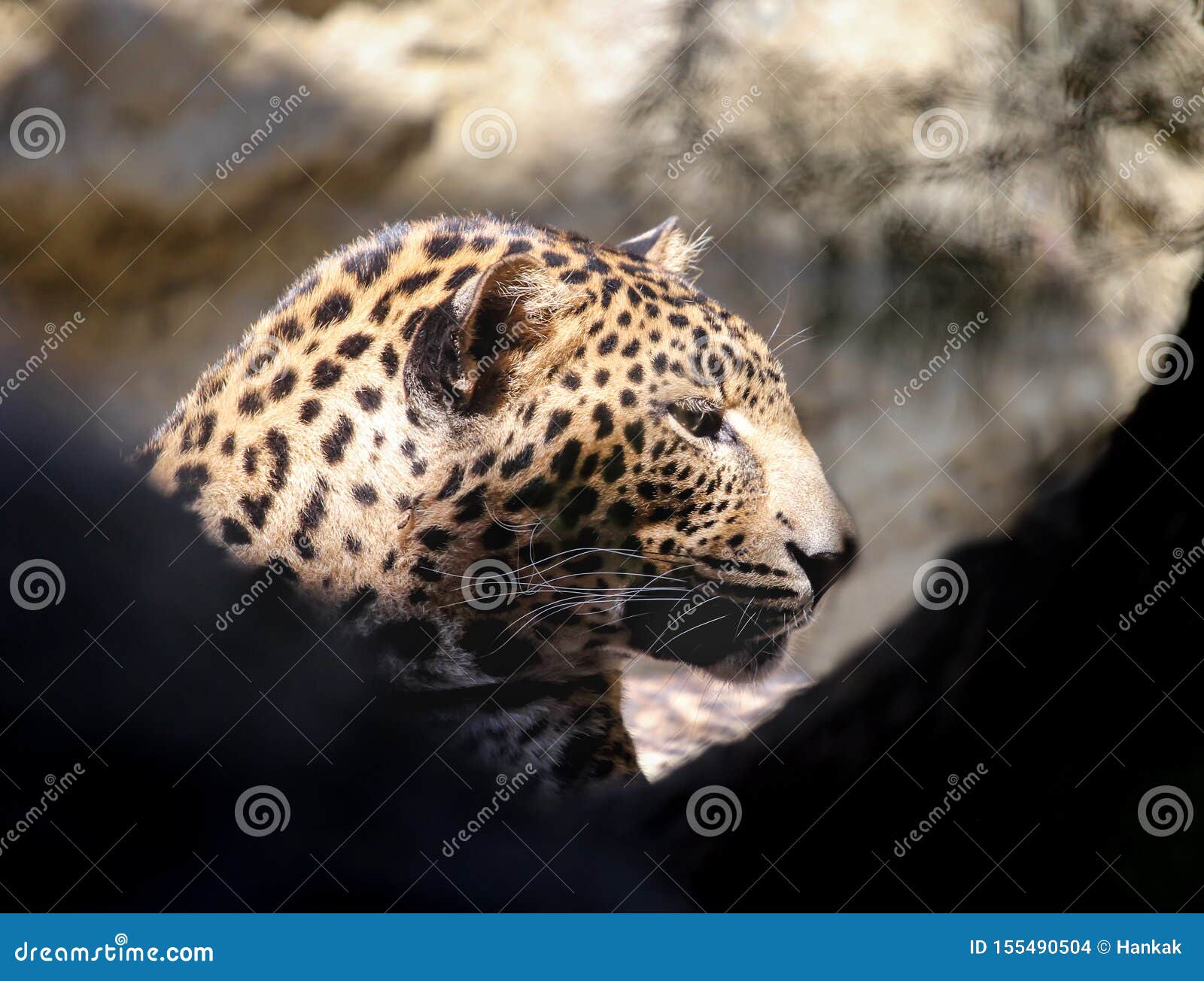Portrait of Leopard from Profile Stock Photo - Image of animal, head ...