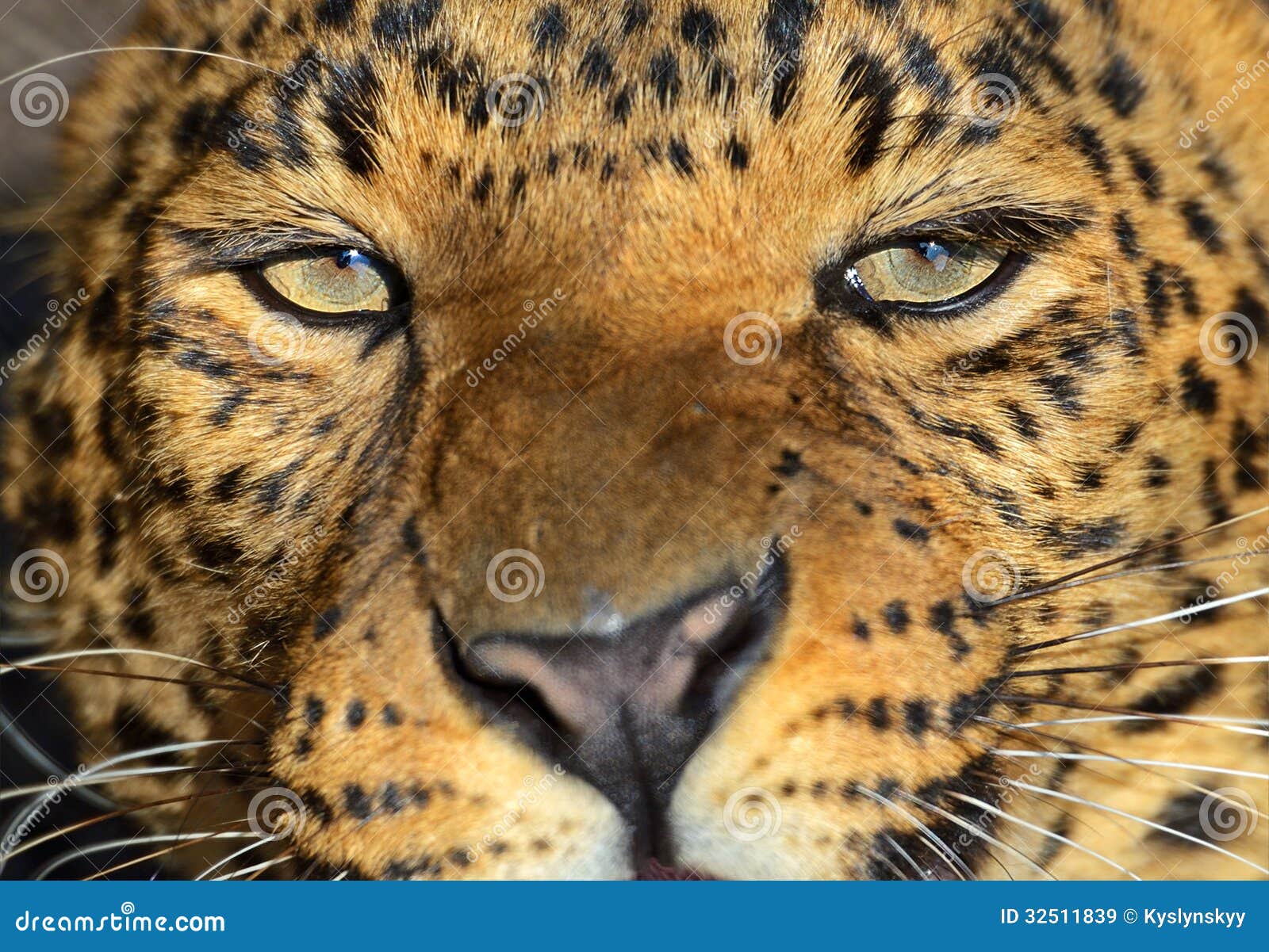 Portrait of a leopard stock image. Image of wildlife - 32511839