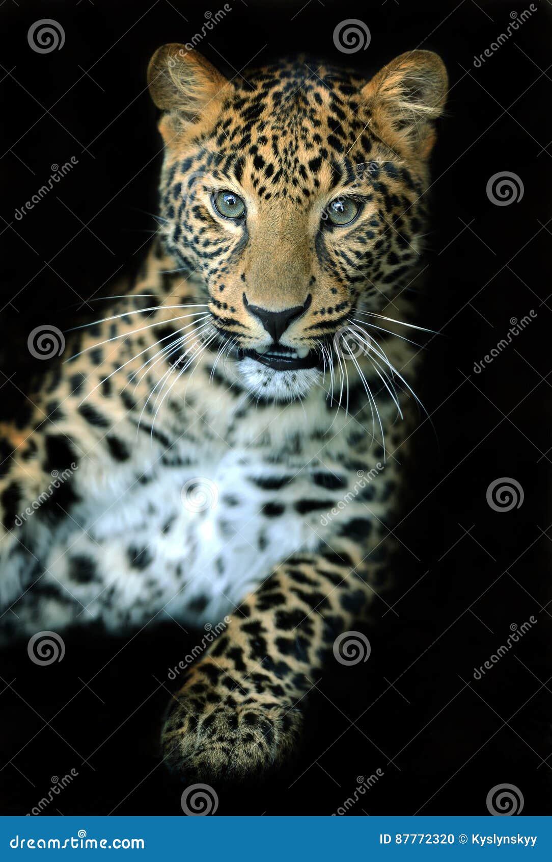 Portrait of a Leopard stock photo. Image of wildlife - 87772320
