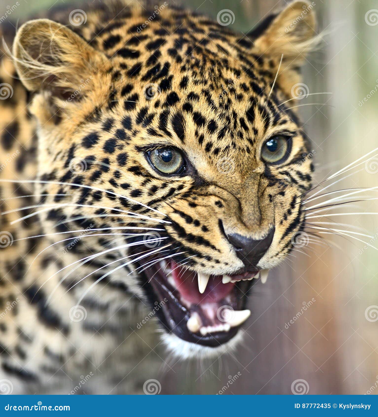 Portrait of a Leopard stock image. Image of growling - 87772435
