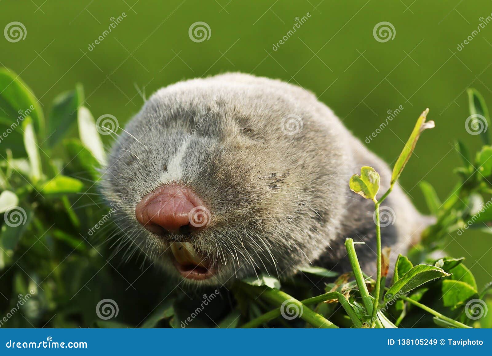 Portrait of a Lesser Mole Rat Stock Image - Image of iucn, interesting ...