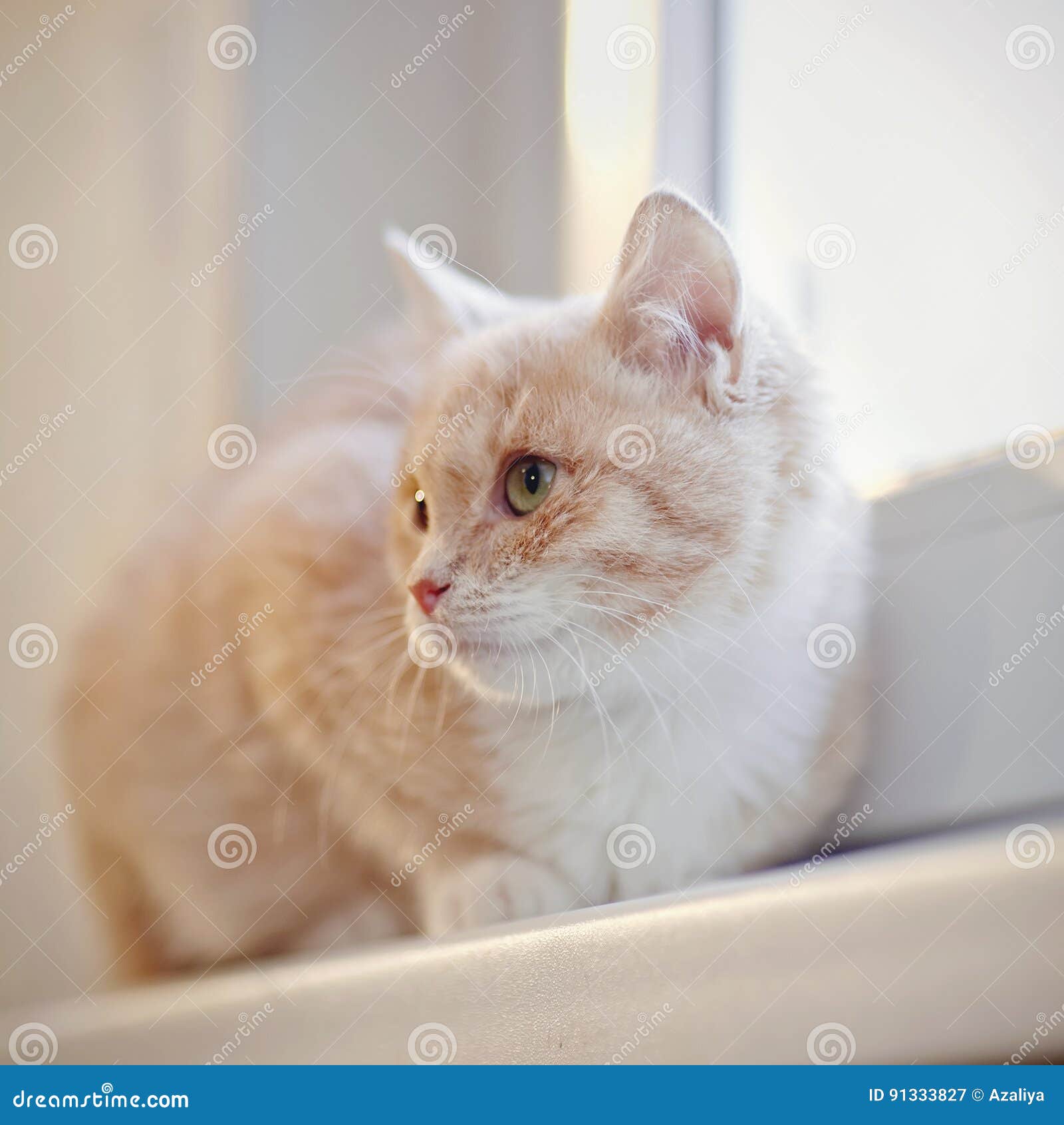 Portrait of Light-beige Kitten on the Windowsill Stock Image - Image of ...