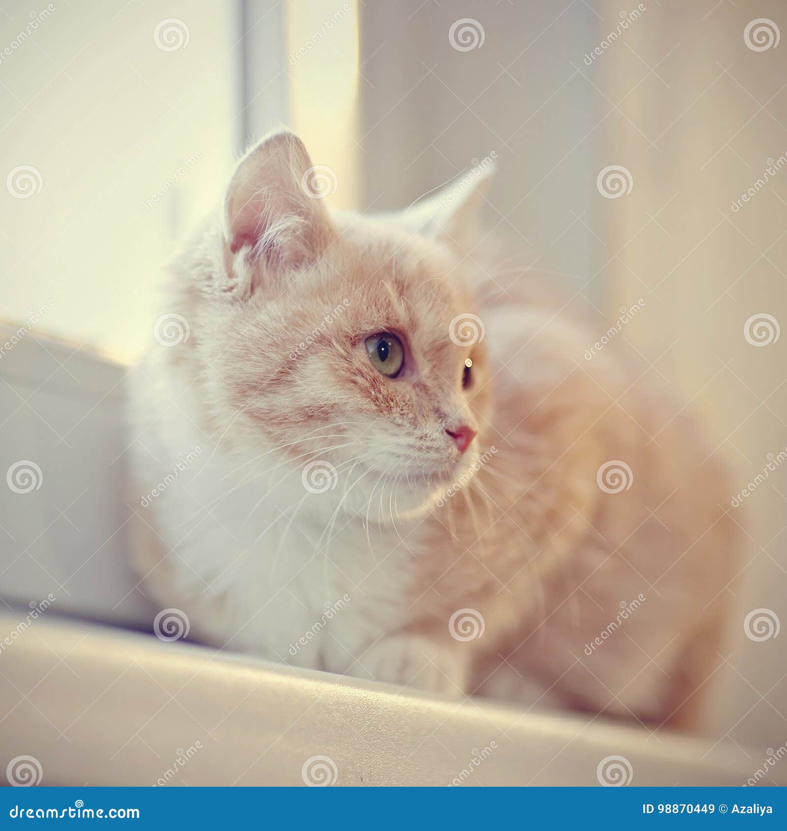 Portrait of Light-beige Kitten on the Windowsill Stock Image - Image of ...